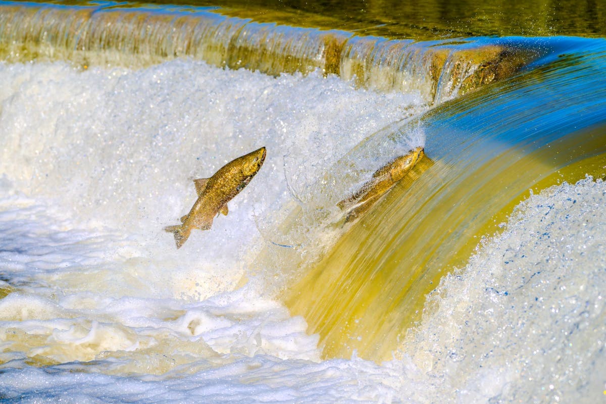Cowlitz River Fishing Report: Steelhead & Salmon Flows | River Intel ...