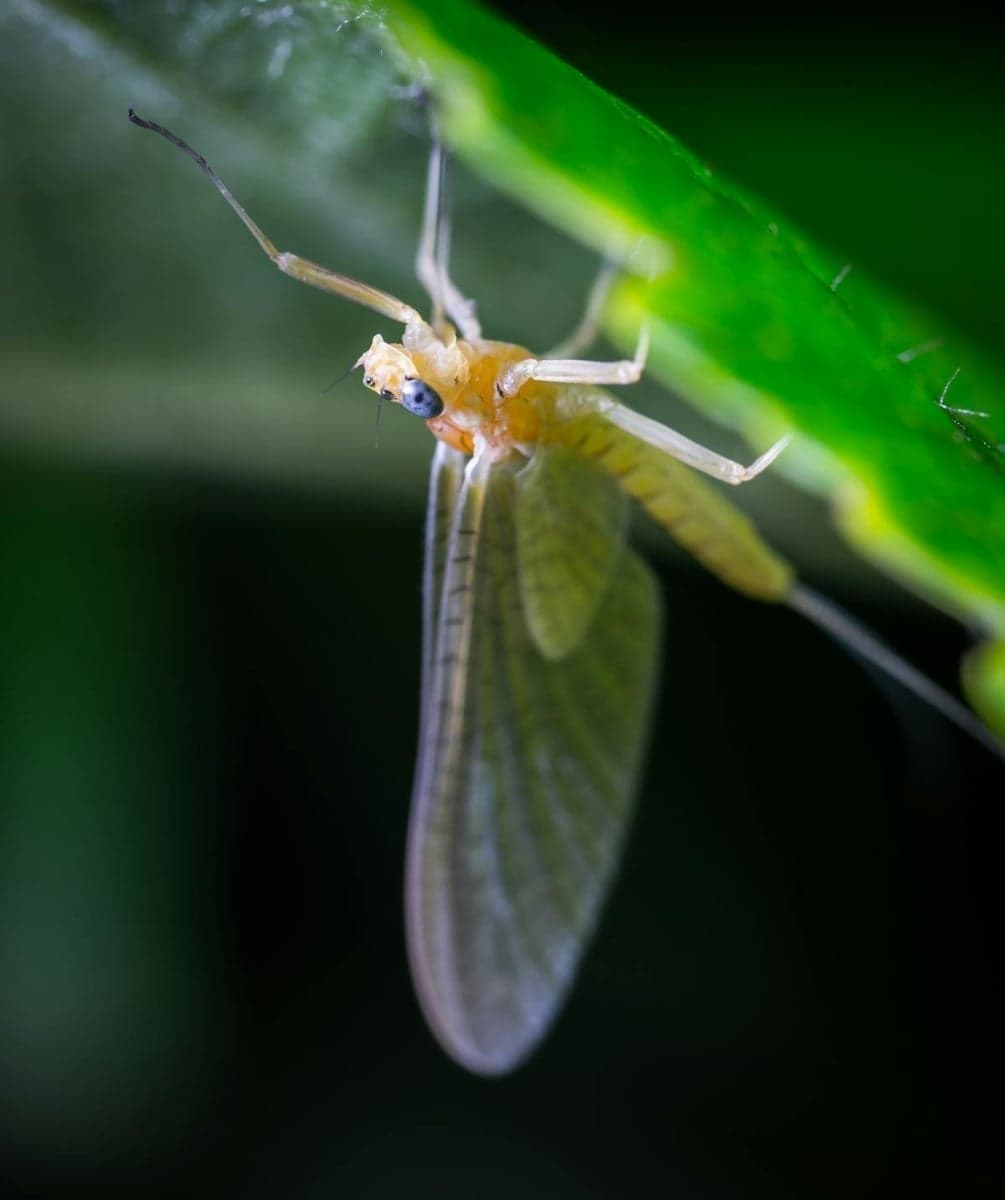 7 Rivers Where Green Drakes Bring Up the Biggest Trout | RiverReports Blog