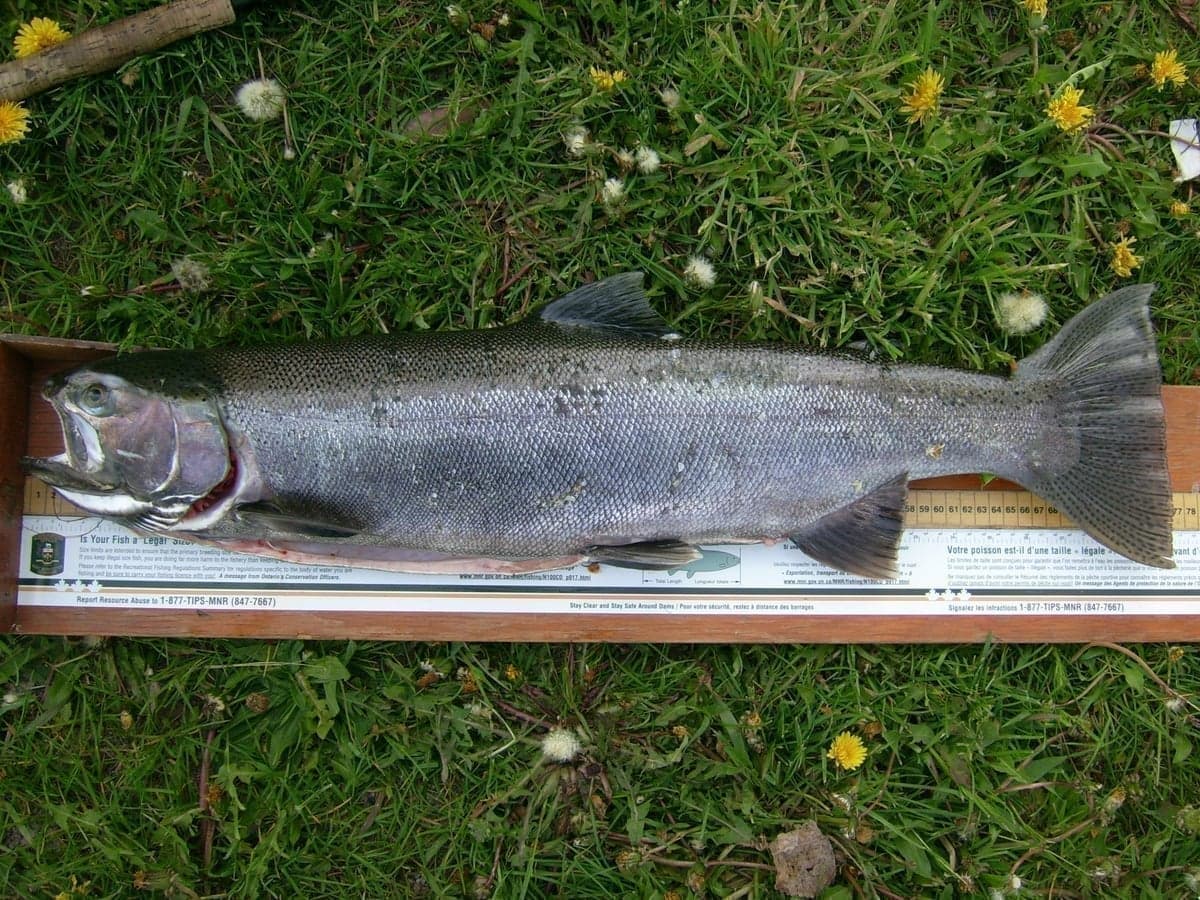 Ohio Fly Fishing: Steelhead Rivers, Flow Charts & Fishing Reports ...